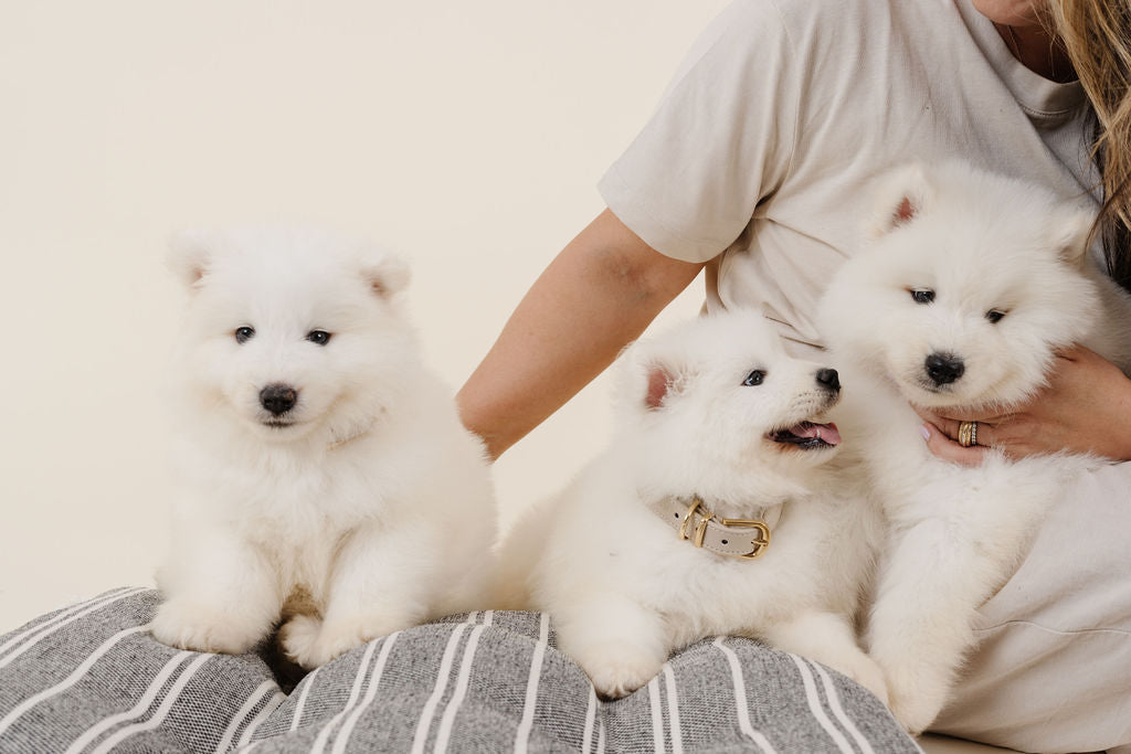 Dog Owners - Start Here! – Pupwell