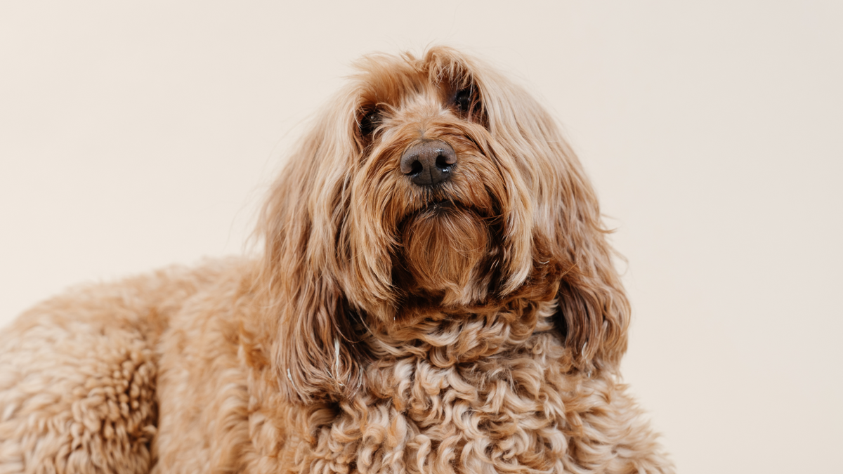 Pupwell | Dog Grooming Made Easy