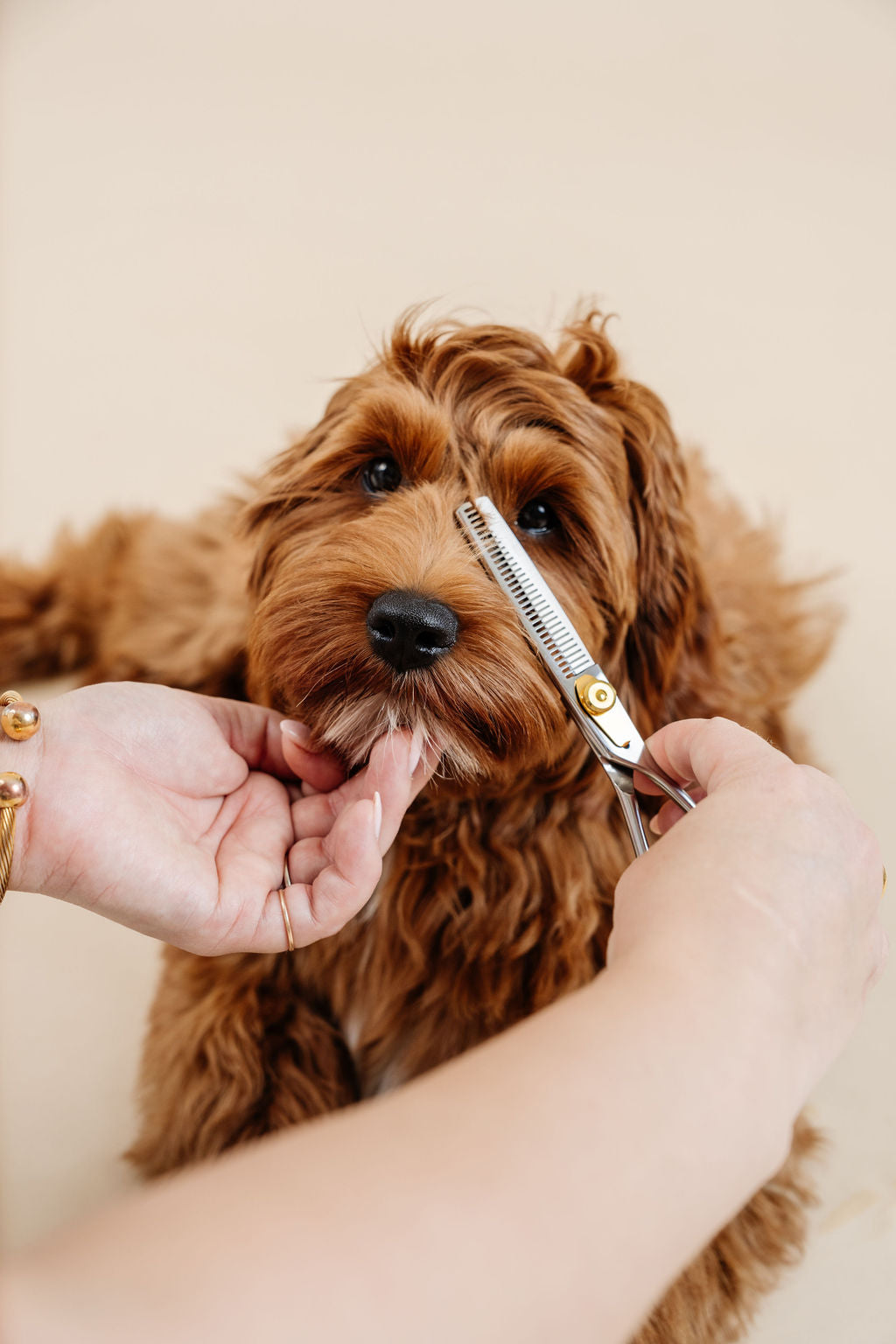 Ultimate Dog Grooming Course – Pupwell