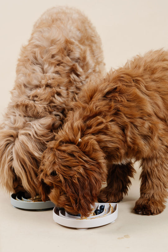 Classic Shears Set – Pupwell