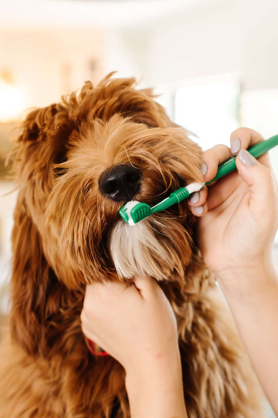 Ultimate Dog Grooming Course – Pupwell