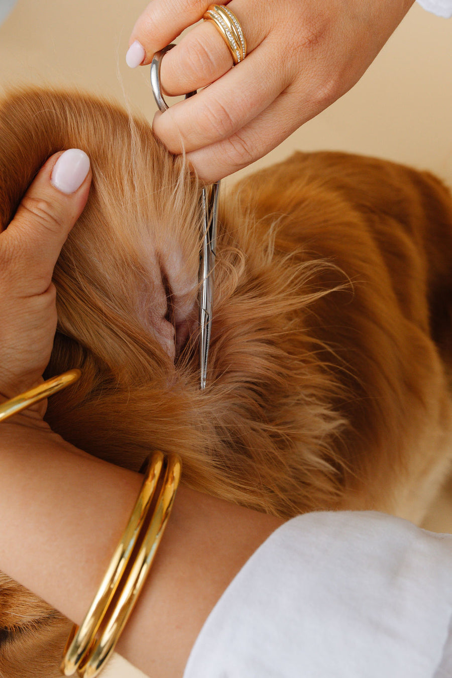 Ultimate Dog Grooming Course – Pupwell