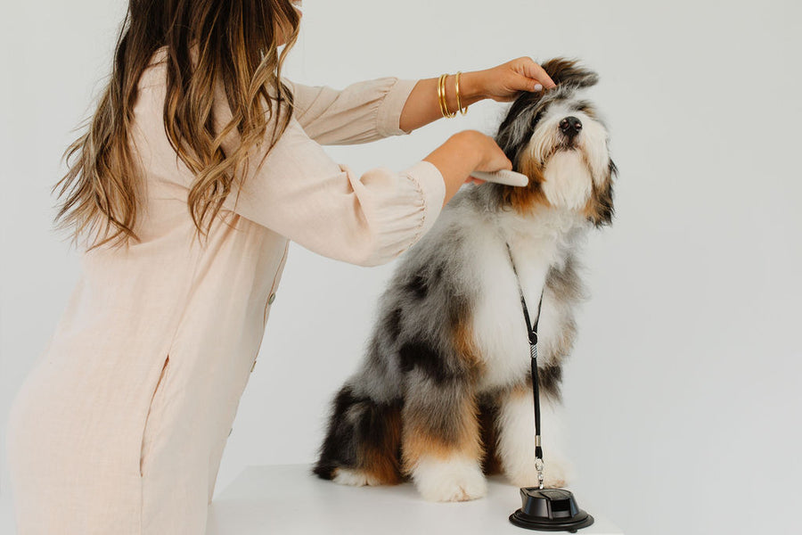 Ultimate Dog Grooming Course – Pupwell